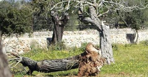 Talar almendros muertos.